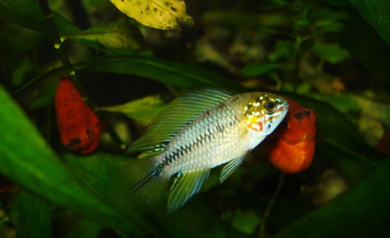 apistogramma-borelli-opal - Aquarium-Fish-Plants.com