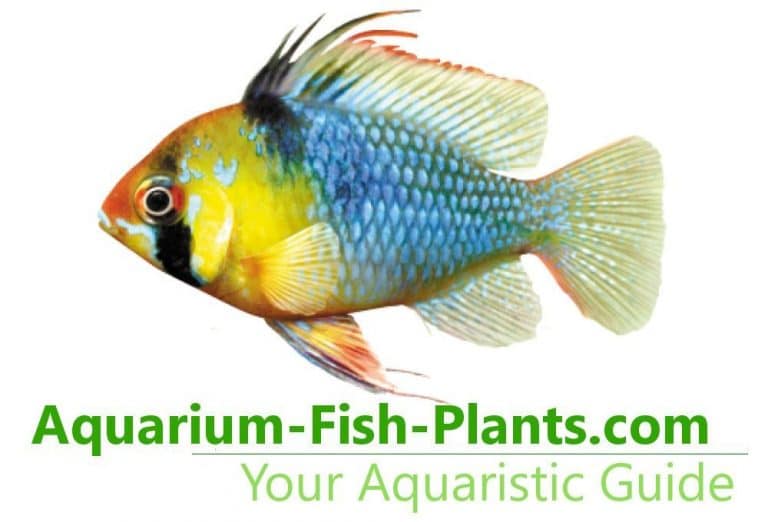 Stocking ideas for 29 to 38 gallons Fishtank - aquarium-fish-plants.com