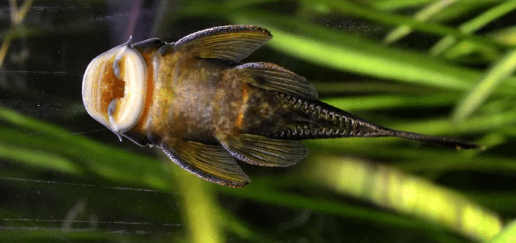 Algae in the aquarium - how to fight them effectively