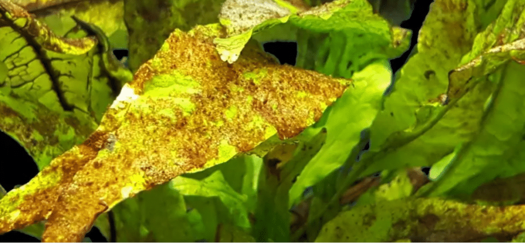 Les algues dans l'aquarium - comment les combattre efficacement