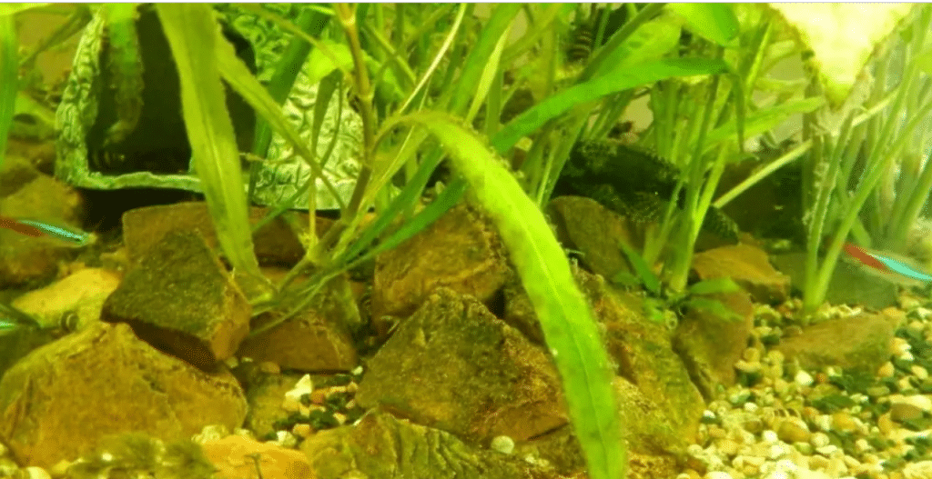 Algae in the aquarium - how to fight them effectively