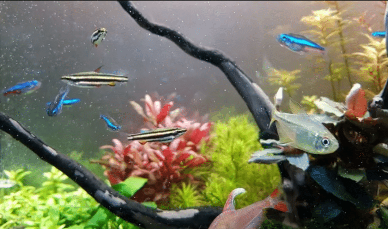 Keeping blue neons in the aquarium- that's how it works