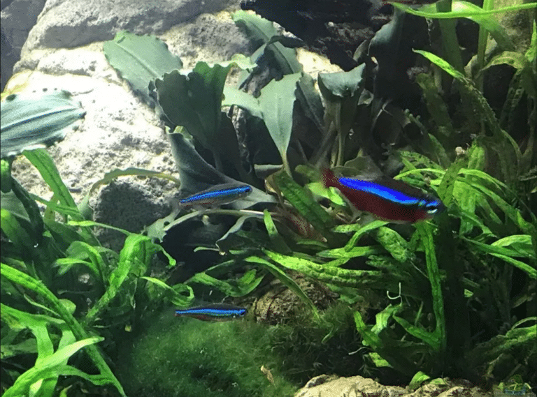 Keeping blue neons in the aquarium- that's how it works