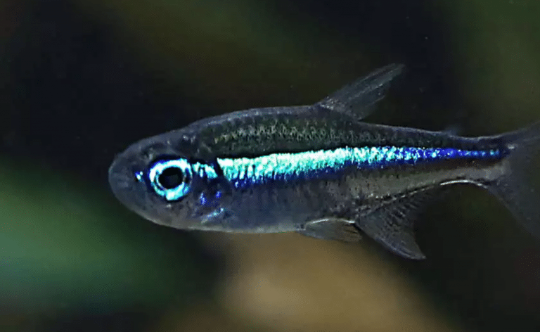 Keeping blue neons in the aquarium- that's how it works