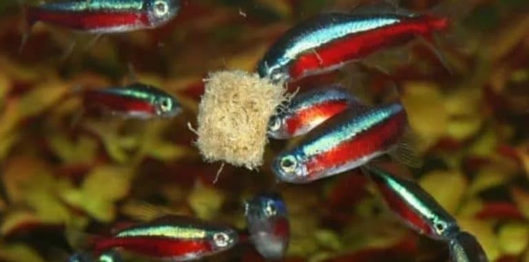 Aquarium fish food comparison: which fish food should you feed