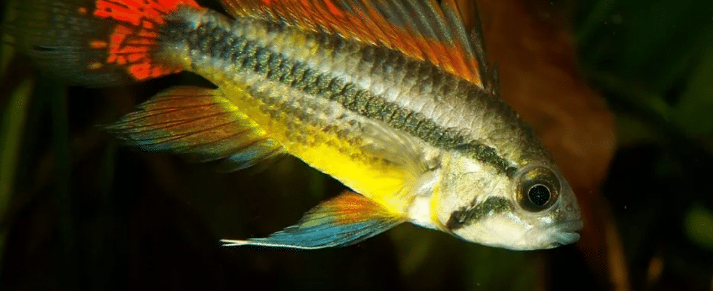 Cockatoo cichlids in the aquarium: how to hold Apistogramma Cactuoides?
