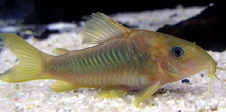 How many armor catfish for your aquarium? - Aquarium-Fish-Plants.com