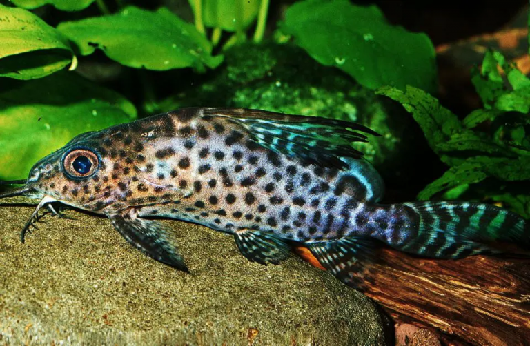 Garder le poisson-chat à plumes dans l'aquarium - Aquarium-Fish-Plants.com