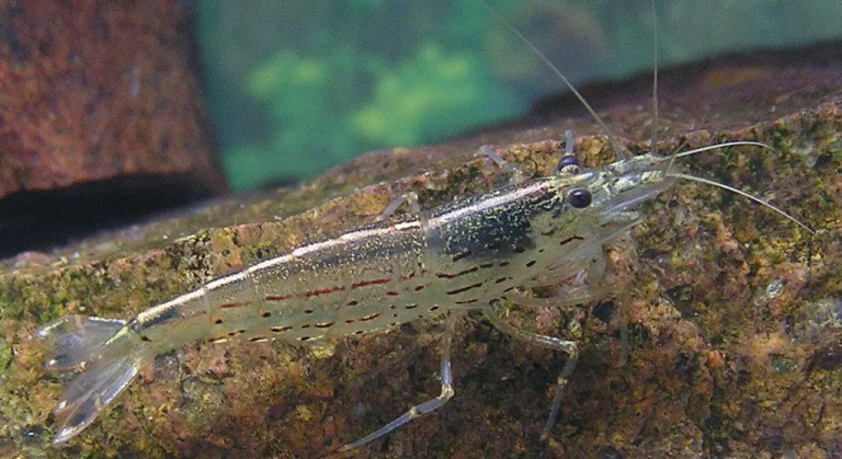 Amano shrimp - Aquarium-Fish-Plants.com