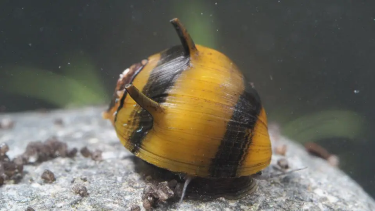 Antler snail - Aquarium-Fish-Plants.com