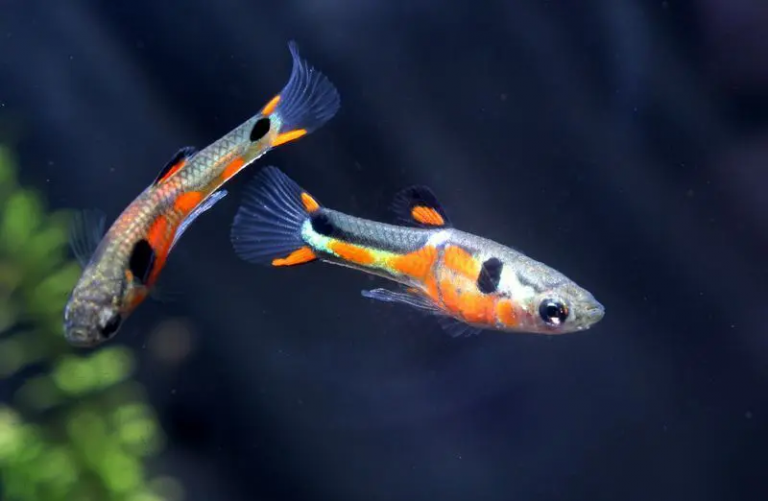 Endler Guppies - Aquarium-Fish-Plants.com