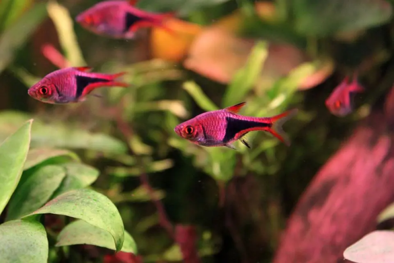 Arlequin Rasbora dans l'aquarium - voici comment cela fonctionne ...