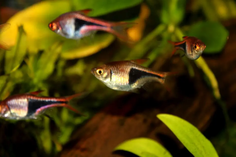 Arlequin Rasbora dans l'aquarium - voici comment cela fonctionne ...