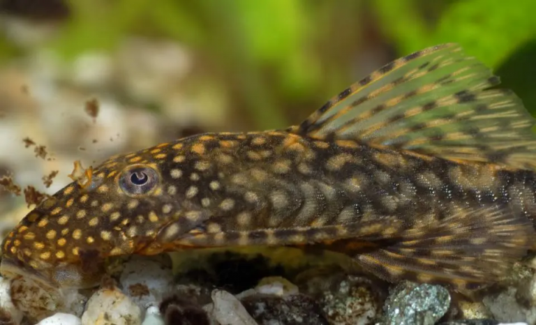 Keeping King Tiger Loricariid Catfish - Aquarium-Fish-Plants.com