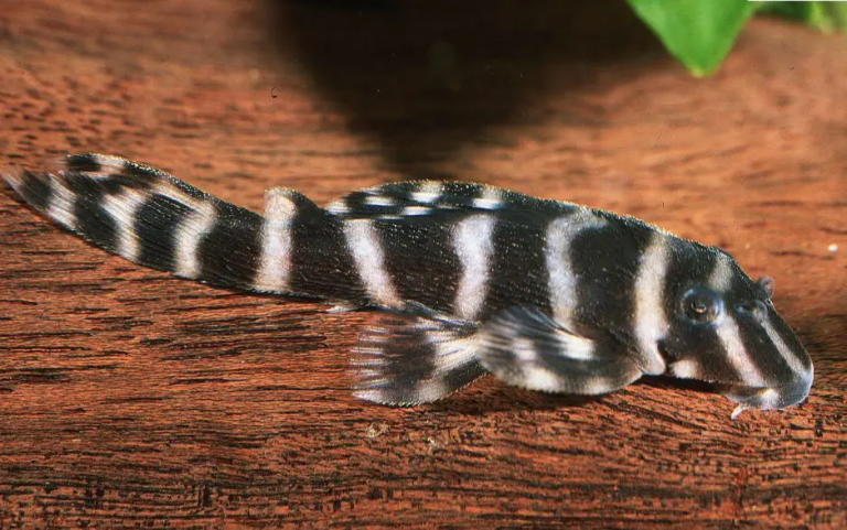 Keeping King Tiger Loricariid Catfish - Aquarium-Fish-Plants.com