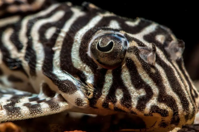 Manteniendo el pez gato loricáridos rey tigre - Aquarium-Fish-Plants.com