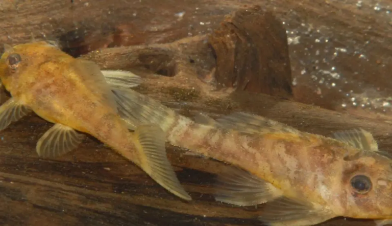 Garder le poisson-chat Loricariid King Tiger - Aquarium-Fish-Plants.com