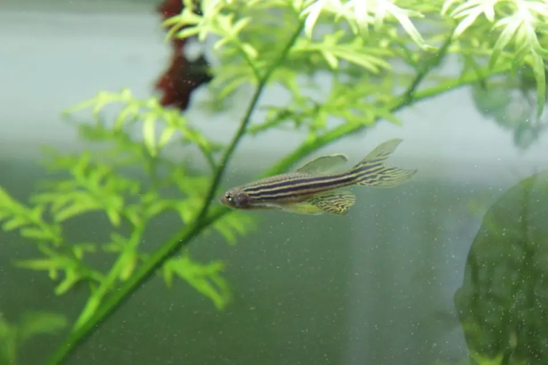 Garder le poisson zèbre dans l'aquarium - Aquarium-Fish-Plants.com