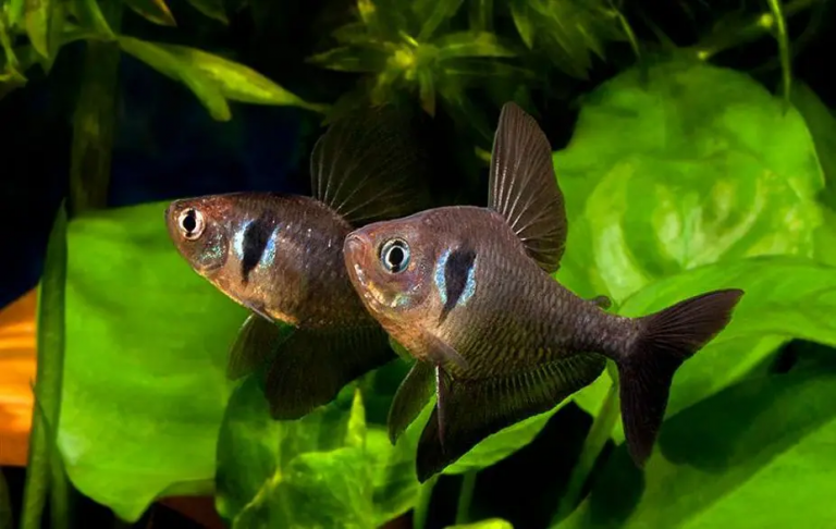 The black phantom tetra - The ornamental fish for home - Aquarium-Fish ...