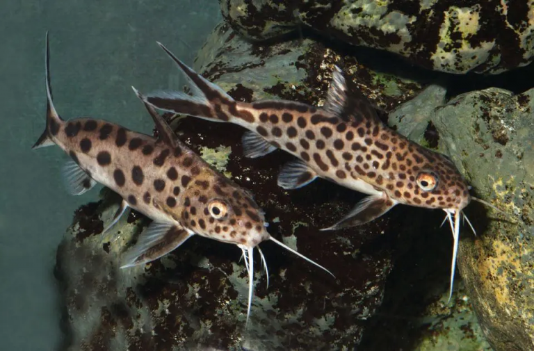 Garder le poisson-chat à plumes dans l'aquarium - Aquarium-Fish-Plants.com