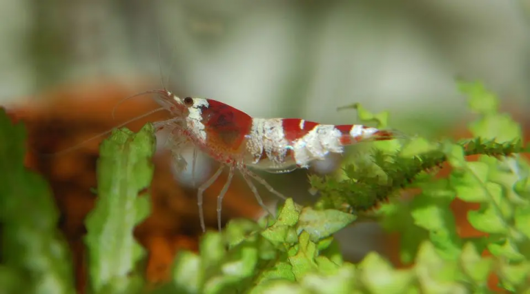 dwarf shrimp - Aquarium-Fish-Plants.com