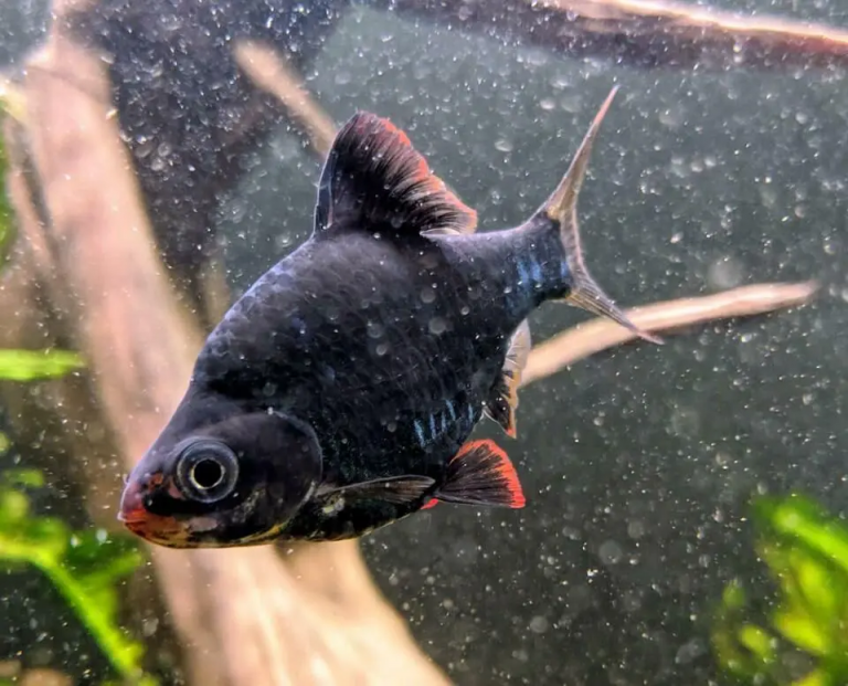 Keeping Moss Barb in the Aquarium - Aquarium-Fish-Plants.com