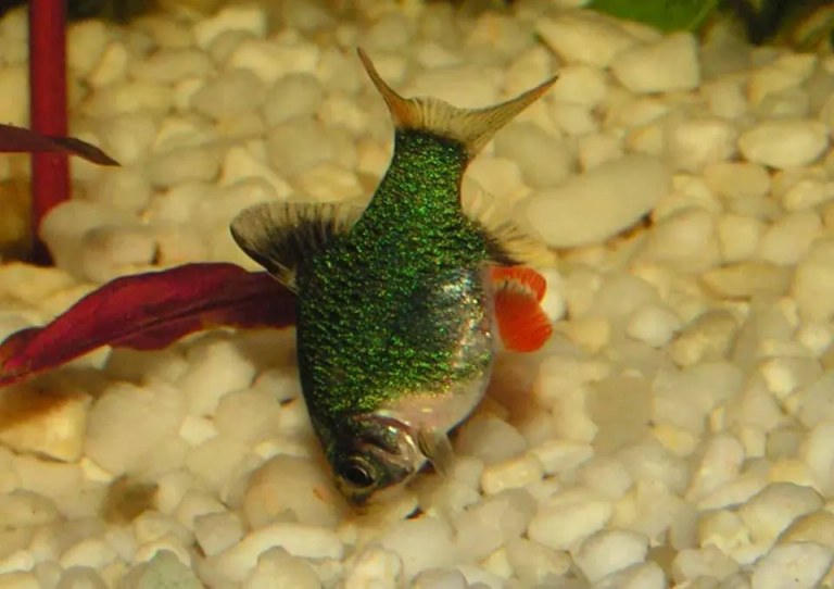 Keeping Moss Barb in the Aquarium - Aquarium-Fish-Plants.com