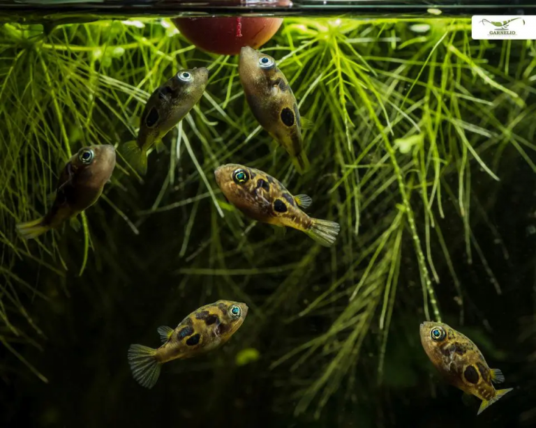 Mantendo os peixes-balão no aquário - é assim que funciona - Aquarium ...