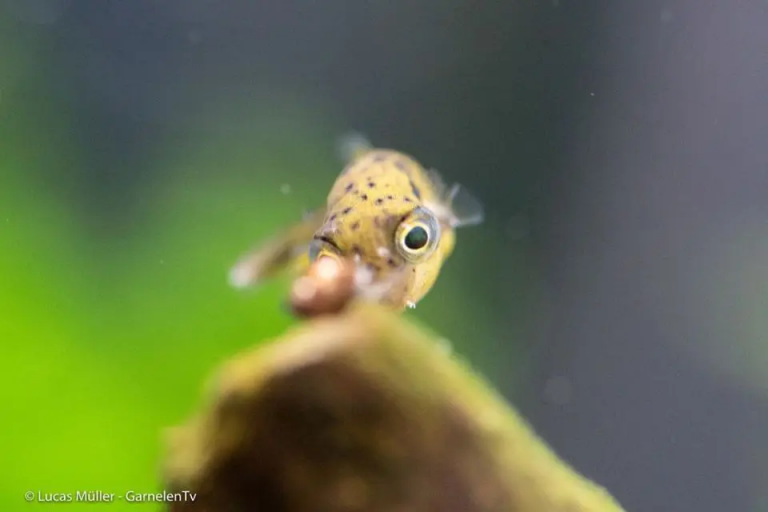 Keeping Pea Puffer Fish in the Aquarium - This is How it Works ...