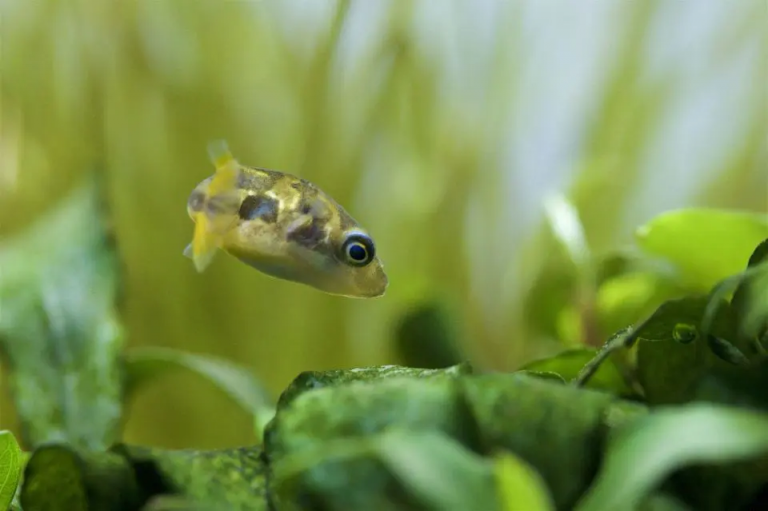 Keeping Pea Puffer Fish in the Aquarium - This is How it Works ...